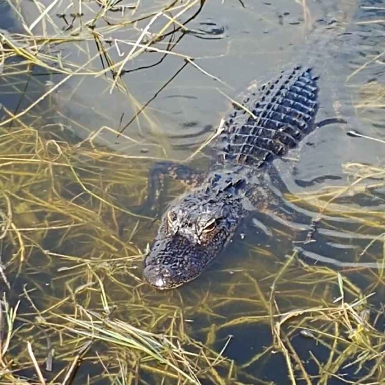 Swamp Donkey Airboat Rides – Call for Your Kick A** Ride